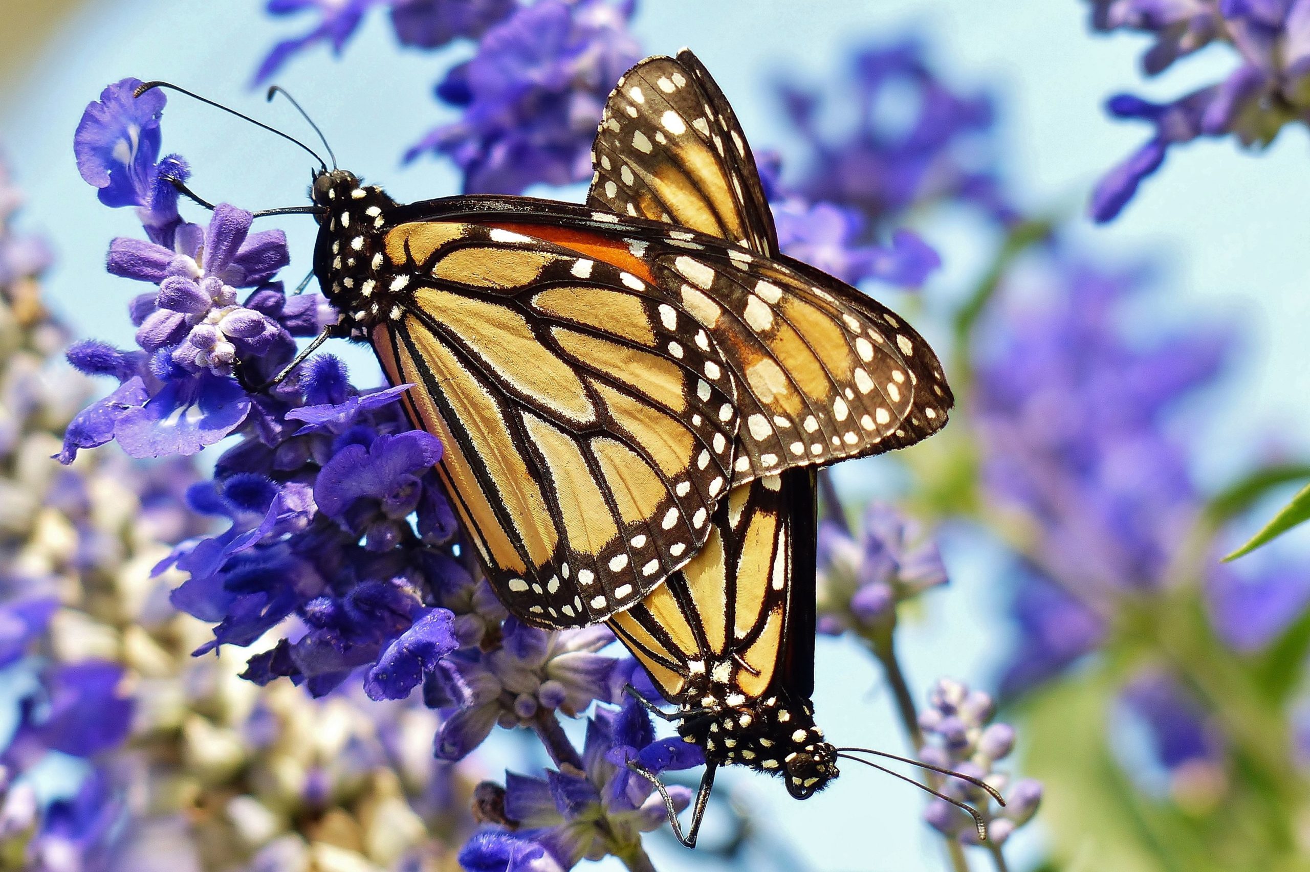 Let’s talk a bit about nature restoration - Nature Canada
