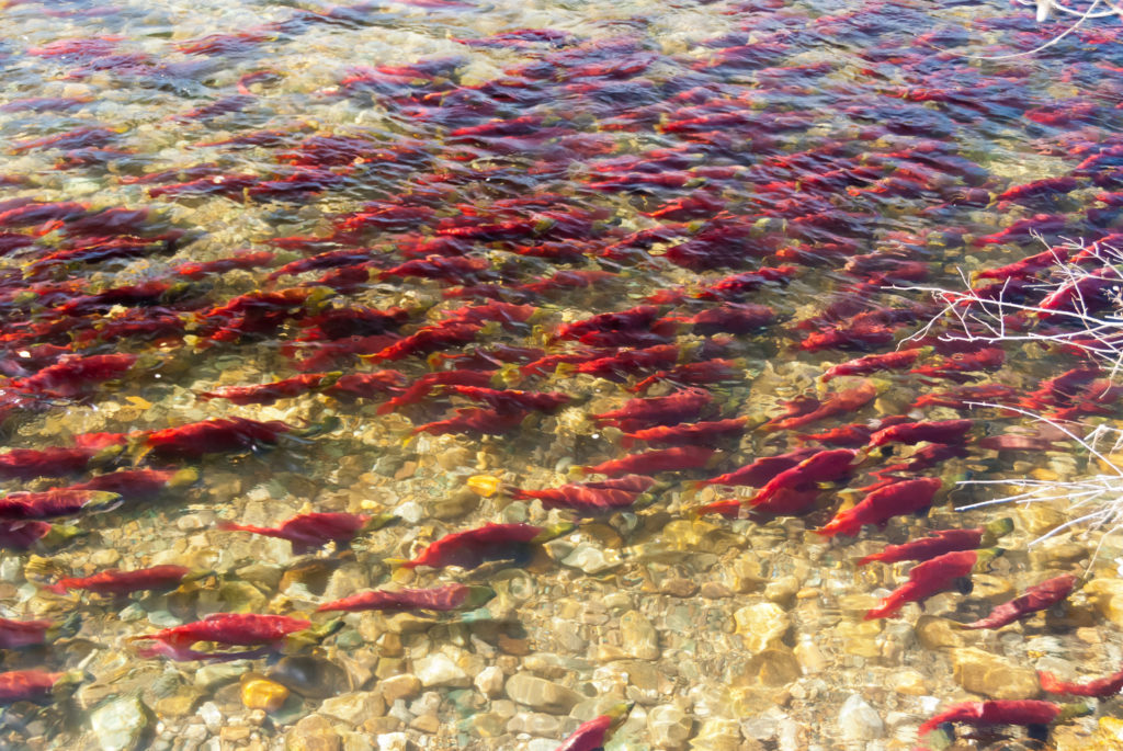World’s First Ecosystem Contamination From GM Fish Adds to Canadian ...