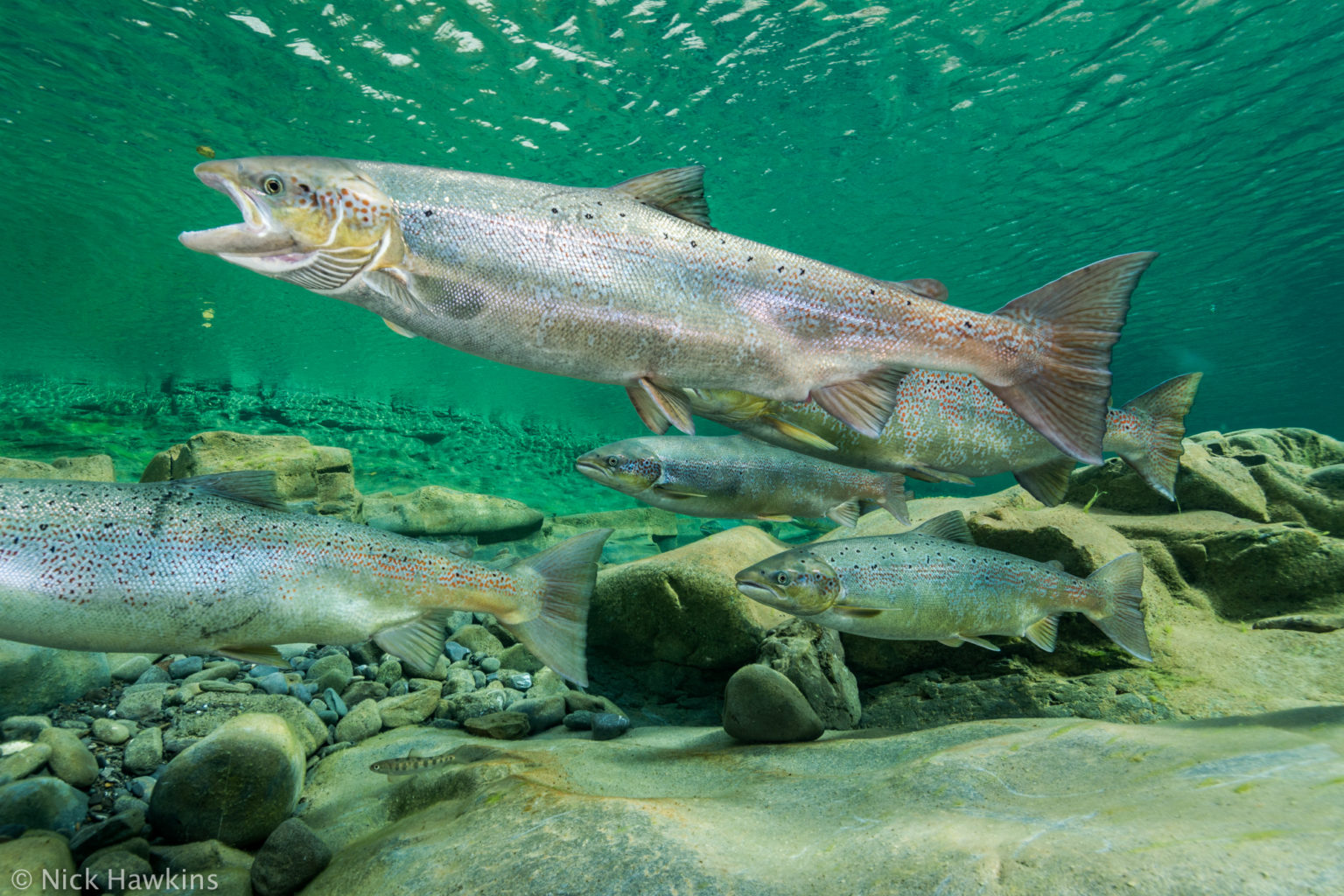 How Genetic Pollution Could Change Nature as We Know It - Nature Canada