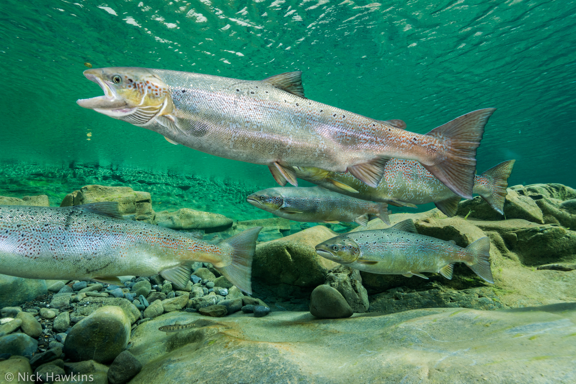 How Genetic Pollution Could Change Nature as We Know It - Nature Canada