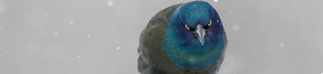 Getting to Know the Common Grackle - Nature Canada