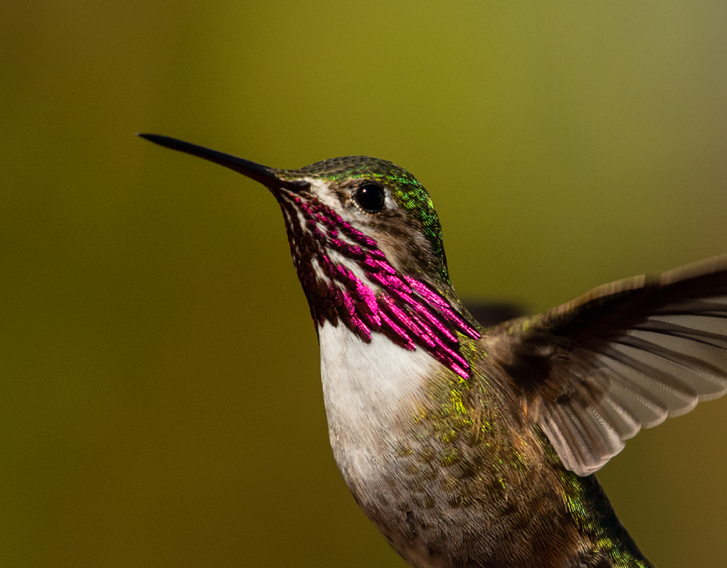 Meet North America’s Smallest Bird: The Calliope Hummingbird - Nature ...