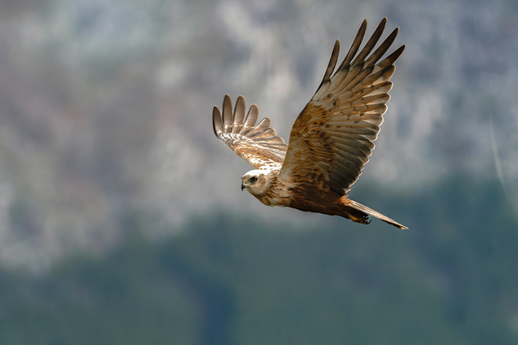 Let's Chat Canadian Hawk Conservation - Nature Canada