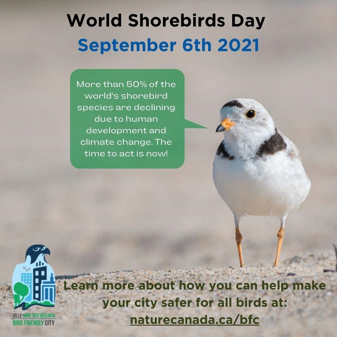 Happy World Shorebirds Day! - Nature Canada