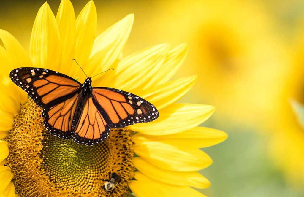 Get Outside: Your Guide to Soaking up Spring - Nature Canada