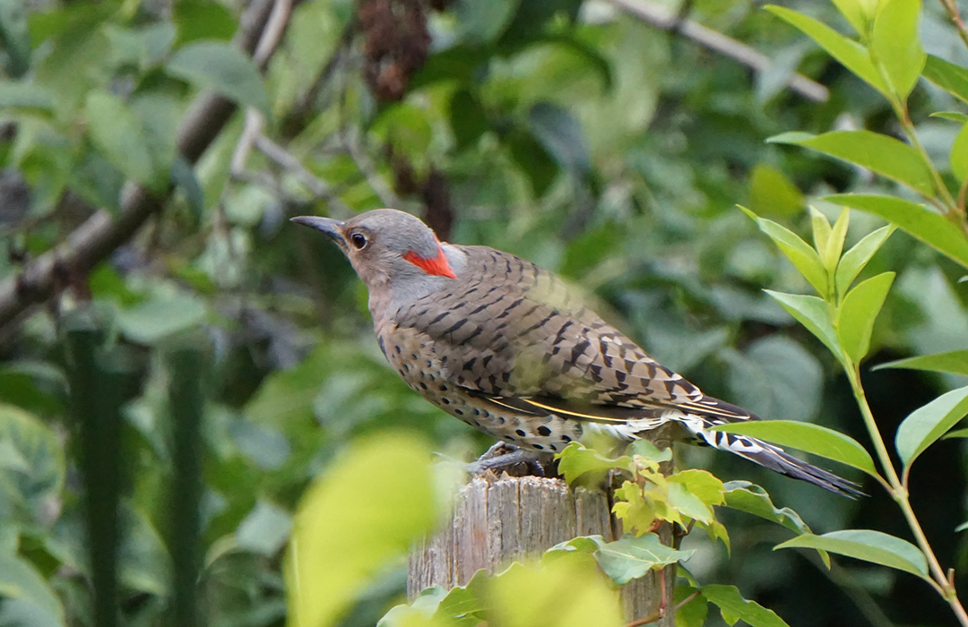 March’s Winner is The Northern Flicker! - Nature Canada