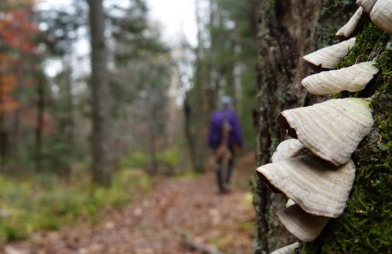 What It Means—and Takes—to Defend Nature - Nature Canada