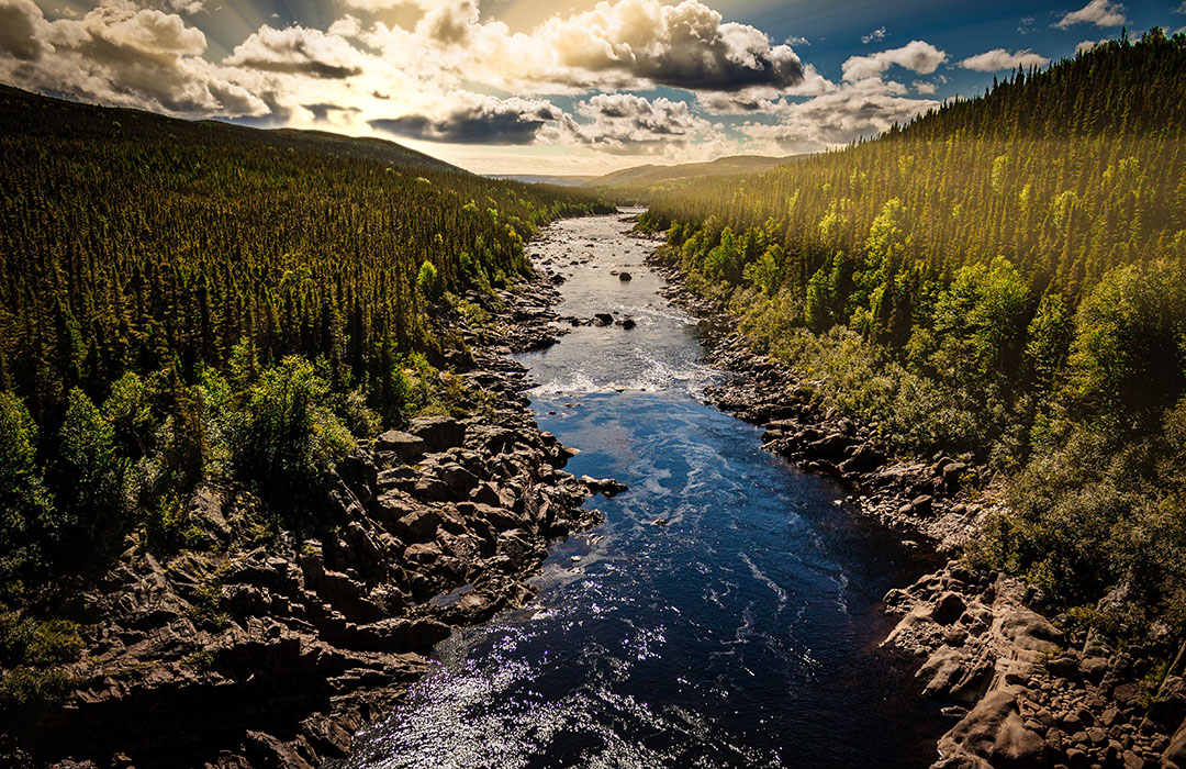 Forest Reflections - Nature Canada