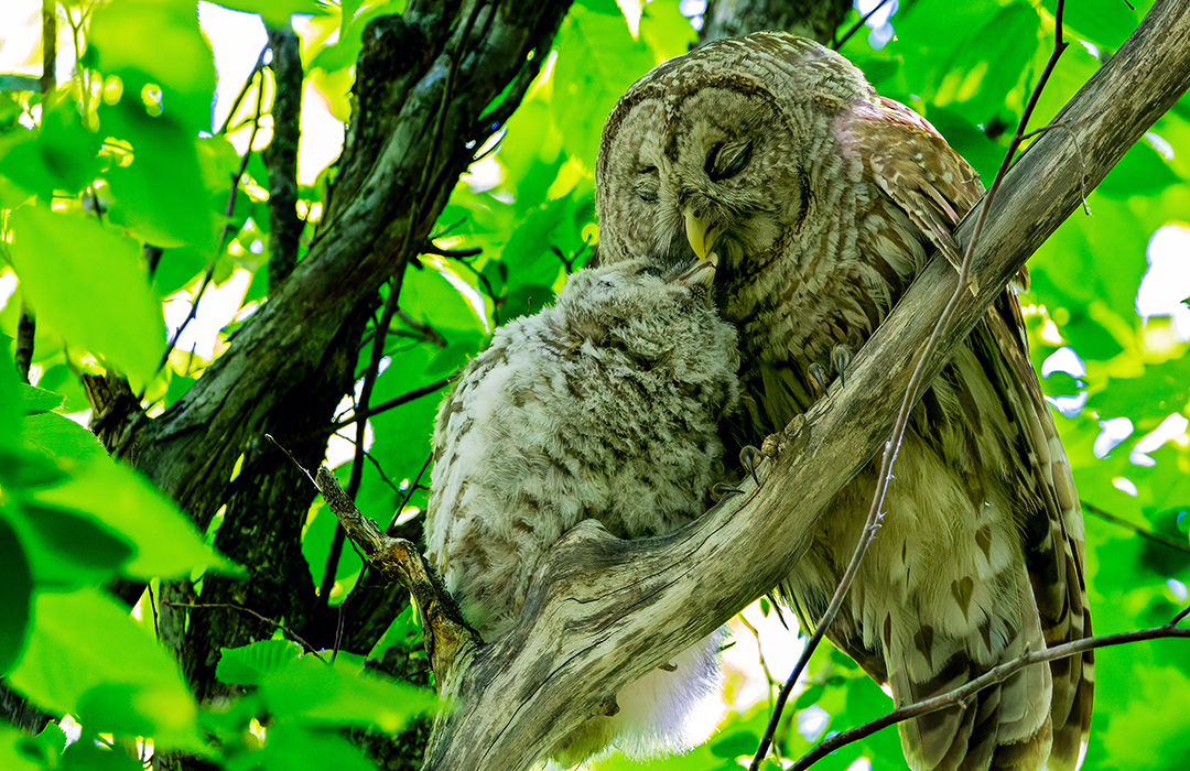 Forest Reflections - Nature Canada