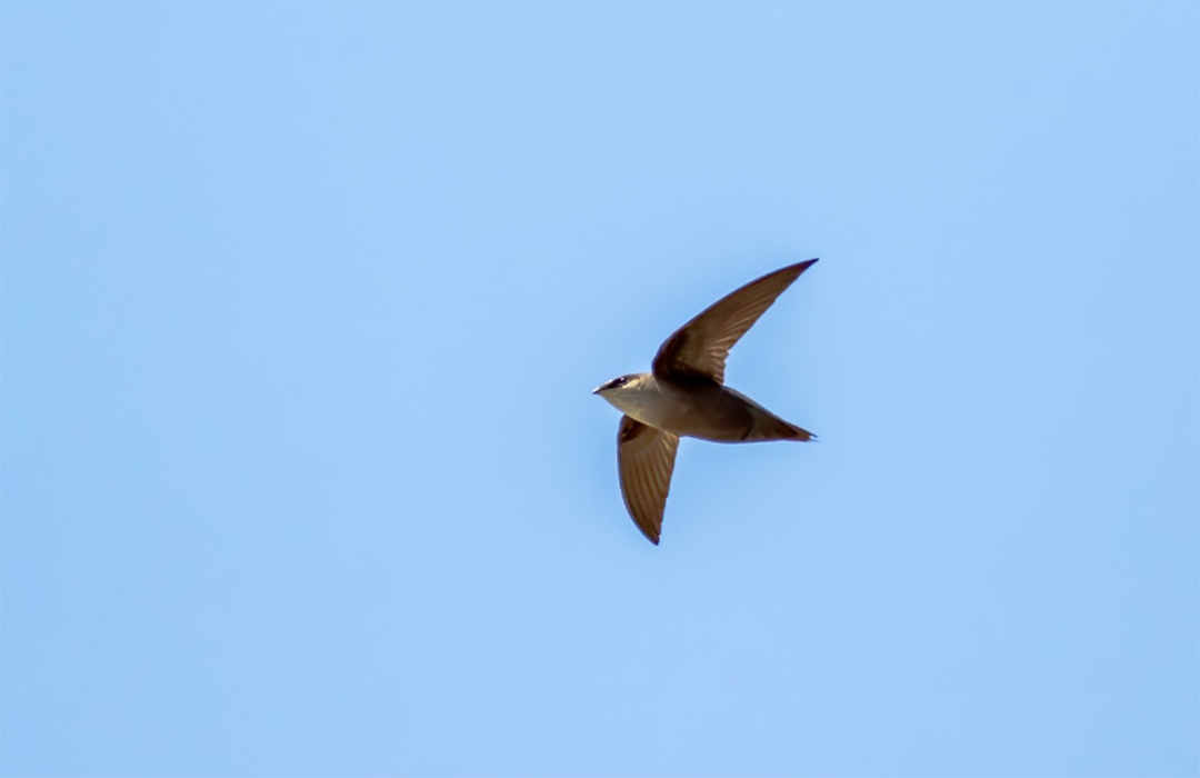 Celebrating Swifts! World Swift Day 2025 - Nature Canada