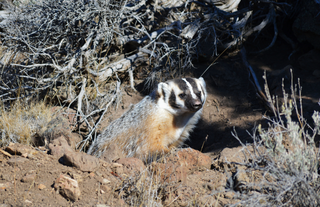American Badger - Nature Canada
