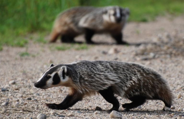 American Badger - Nature Canada
