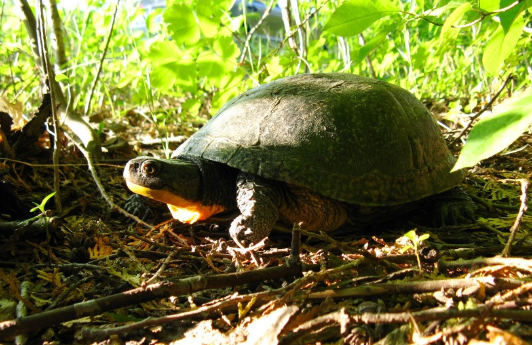 Blanding’s Turtle - Nature Canada