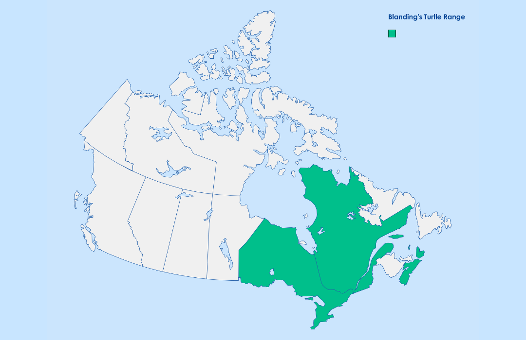 Blanding’s Turtle - Nature Canada