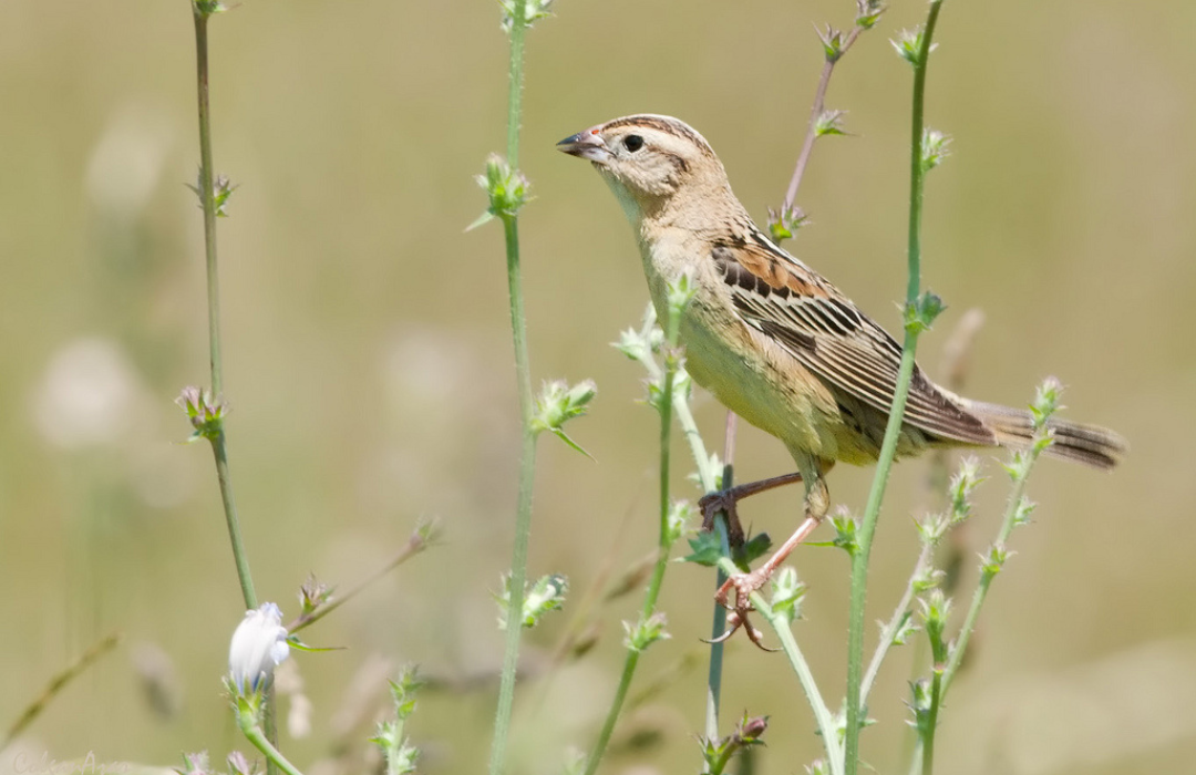 Bobolink - Nature Canada