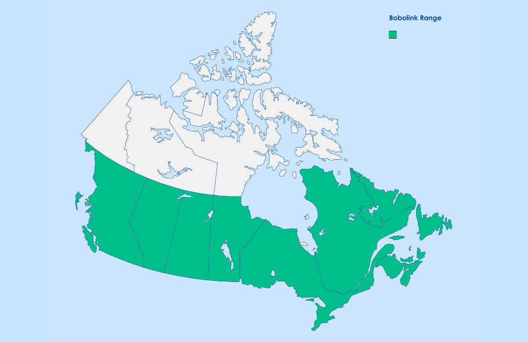Bobolink - Nature Canada