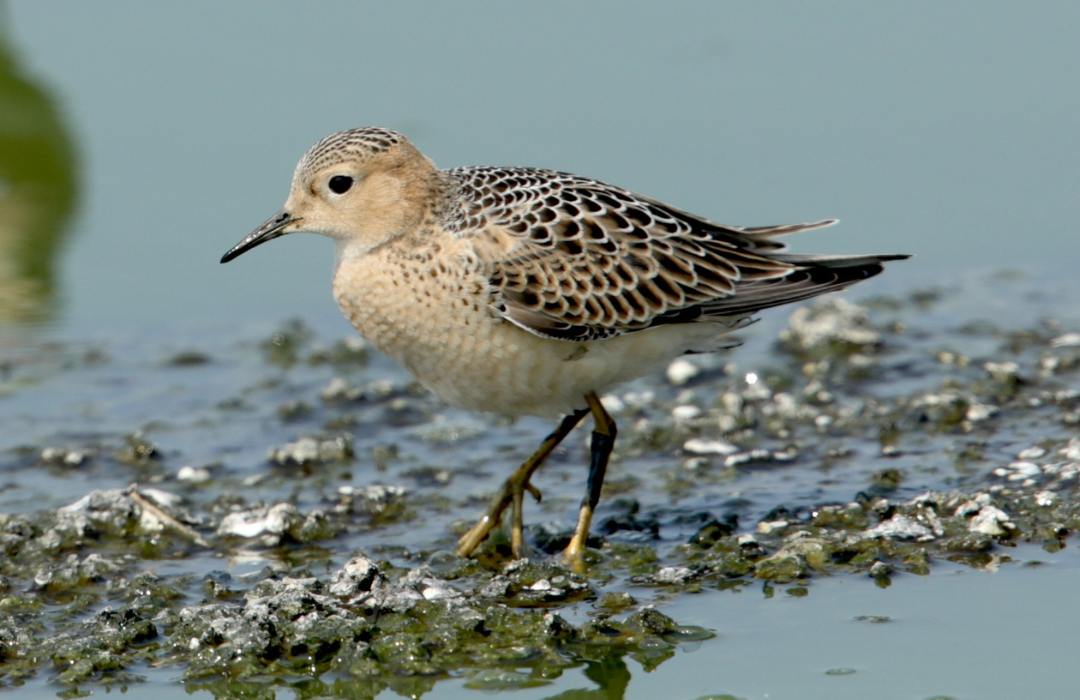 Buff-breasted Sandpiper - Nature Canada