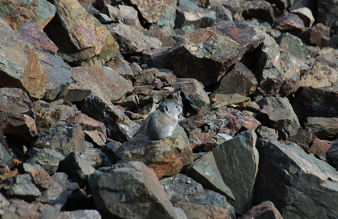 Collared Pika - Nature Canada