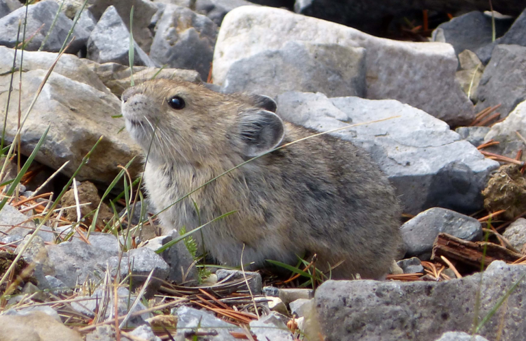 Collared Pika - Nature Canada