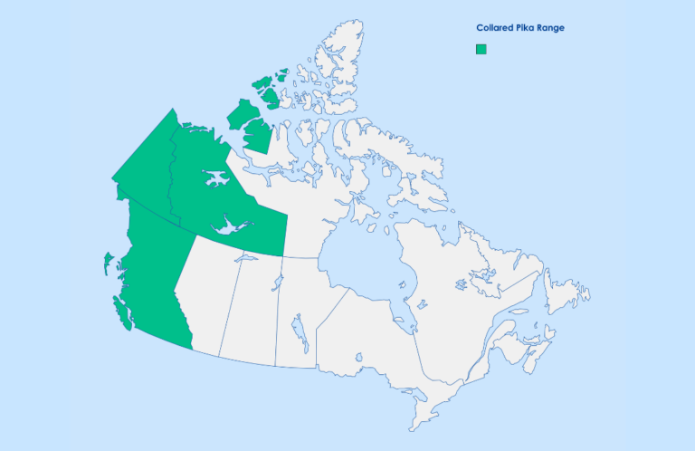 Collared Pika - Nature Canada