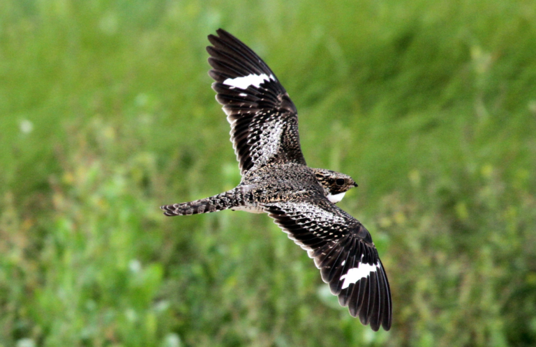 Common Nighthawk - Nature Canada
