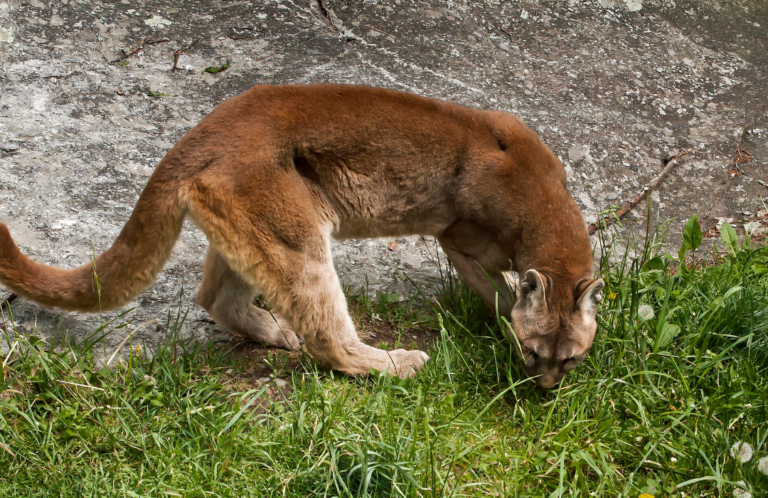 Eastern Cougar - Nature Canada
