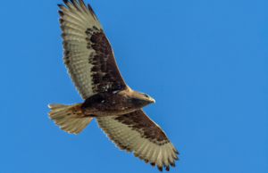 Ferruginous Hawk - Nature Canada