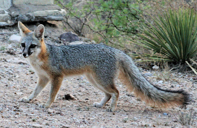 Gray Fox - Nature Canada