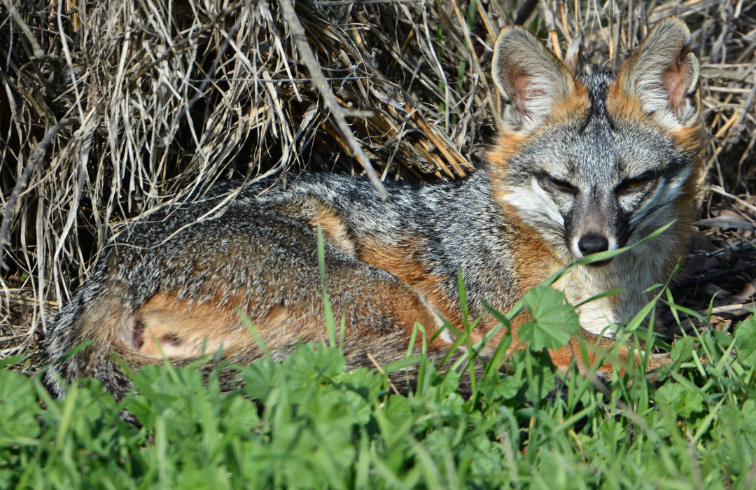 Gray Fox - Nature Canada