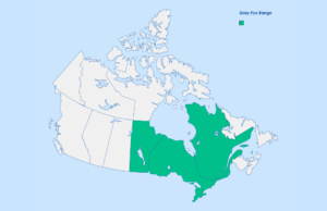 Gray Fox - Nature Canada
