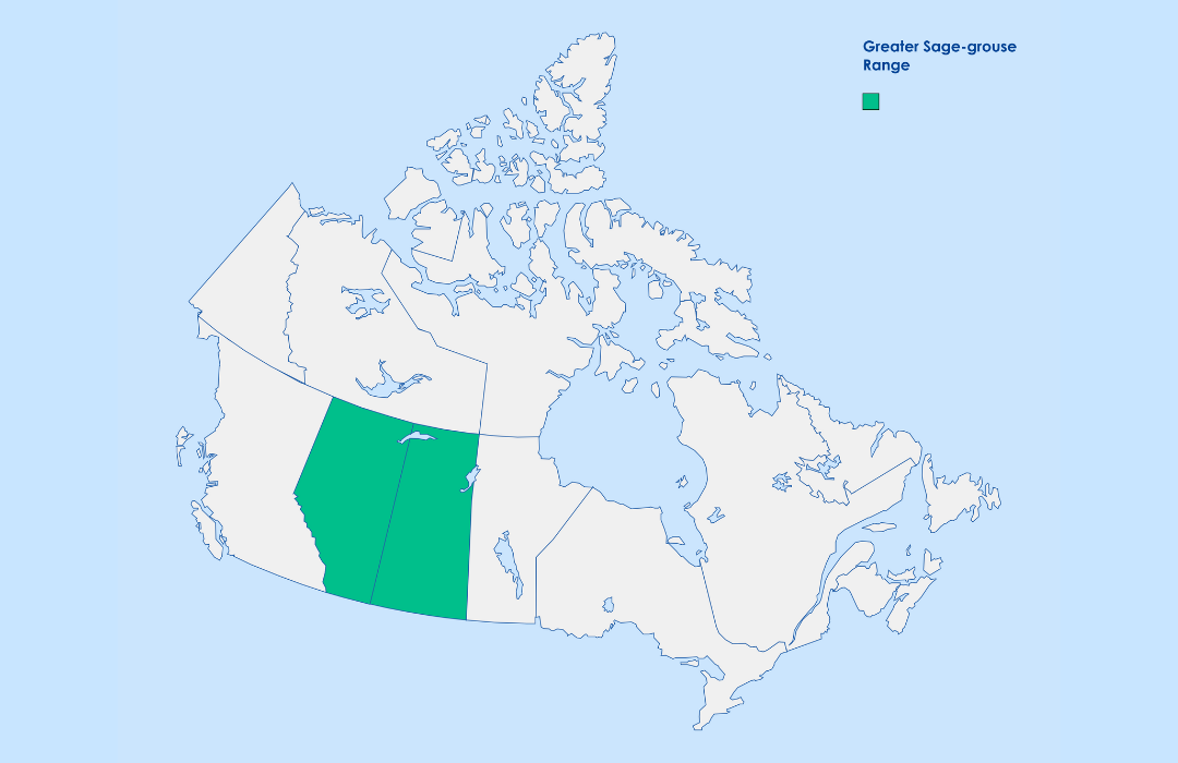 Greater Sage-Grouse - Nature Canada