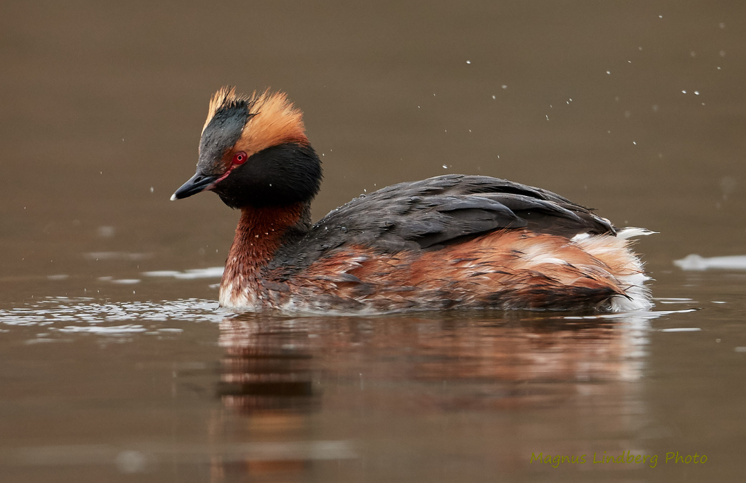 Horned Grebe - Nature Canada