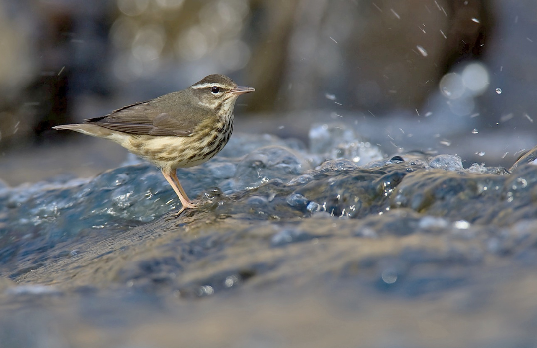 Louisiana Waterthrush - Nature Canada