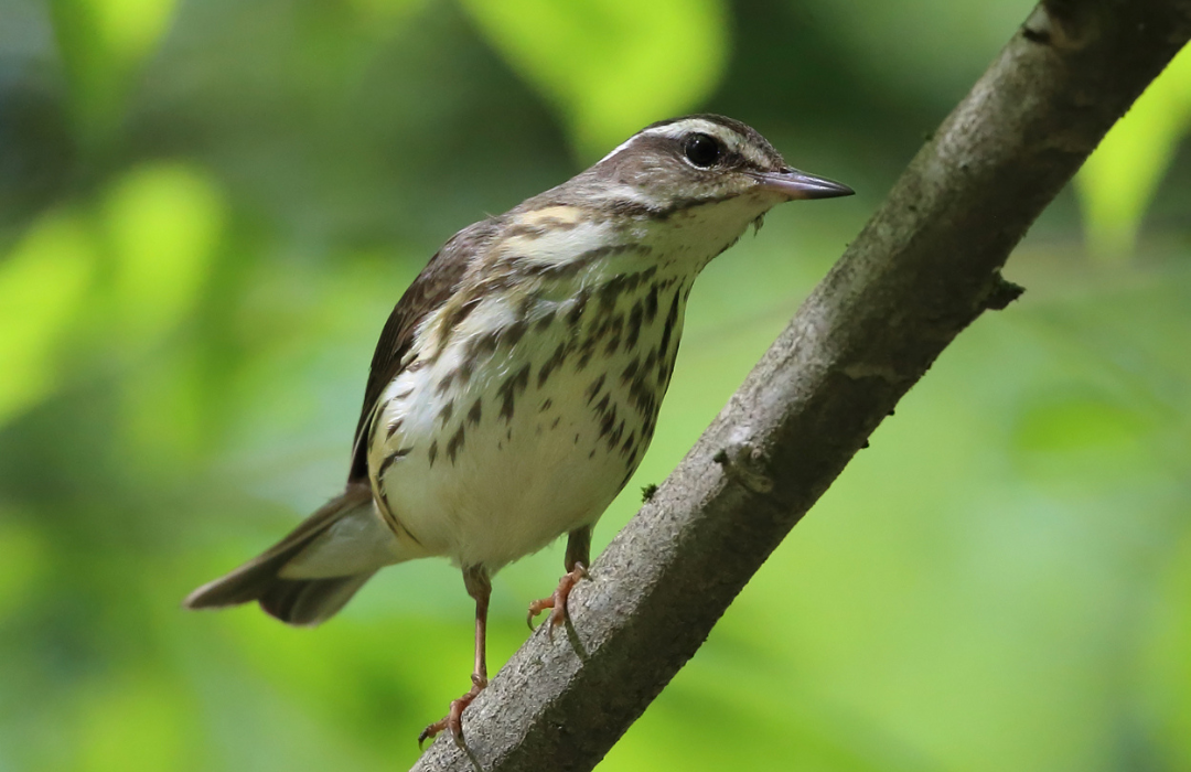 Louisiana Waterthrush - Nature Canada
