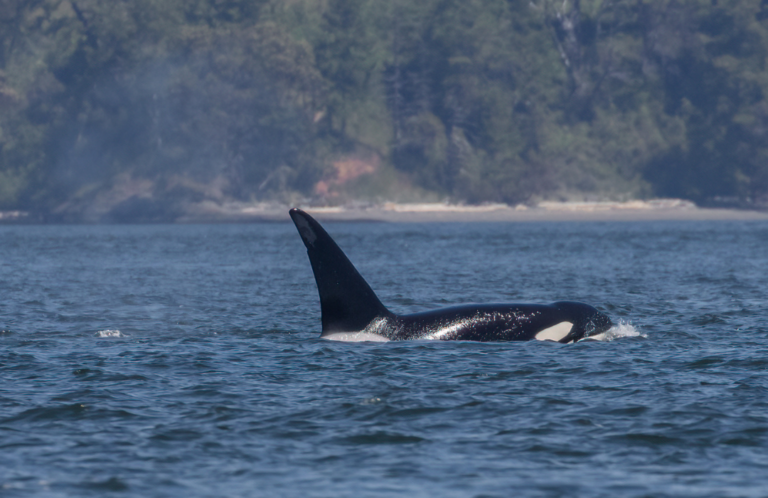 Orca - Nature Canada