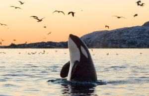 Orca - Nature Canada