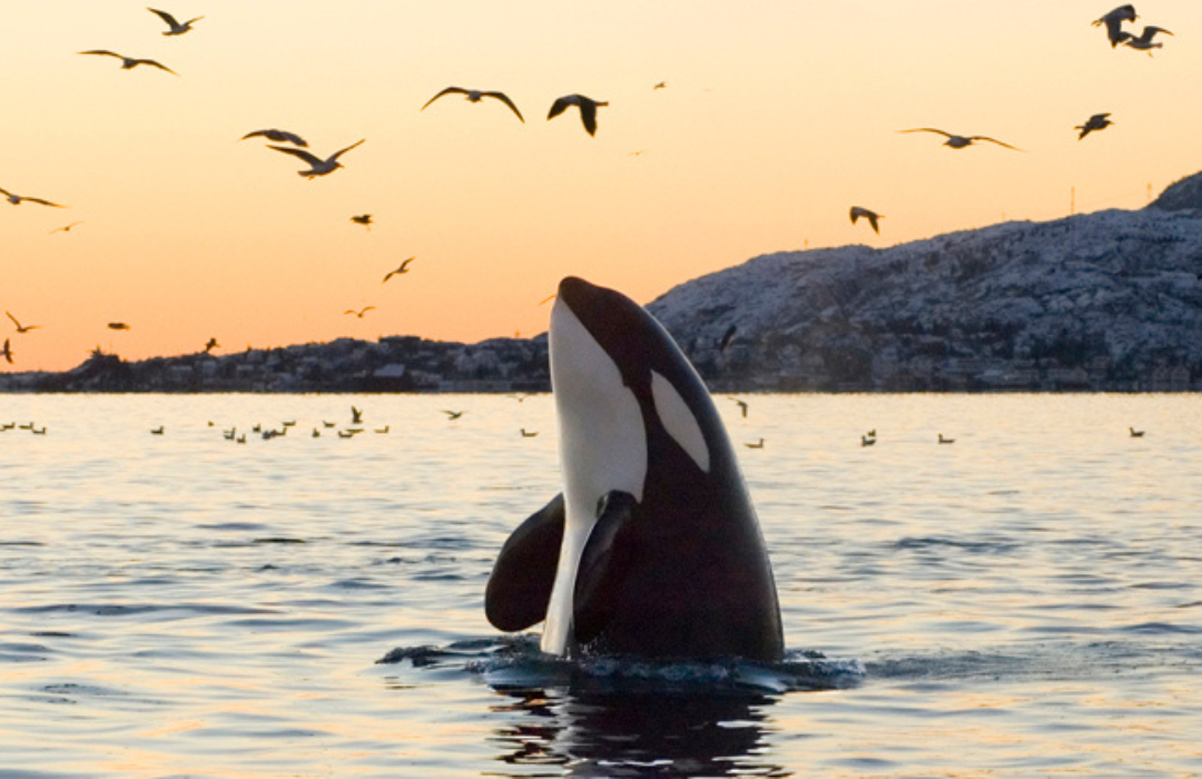 Orca - Nature Canada