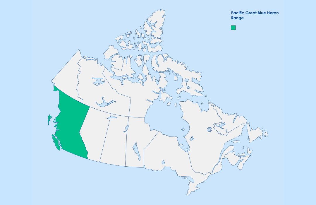 Pacific Great Blue Heron - Nature Canada