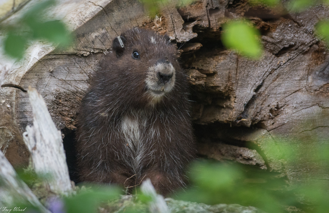 Vancouver Island Marmot - Nature Canada