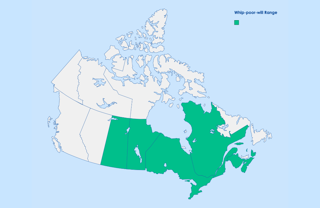 Whip-poor-will - Nature Canada