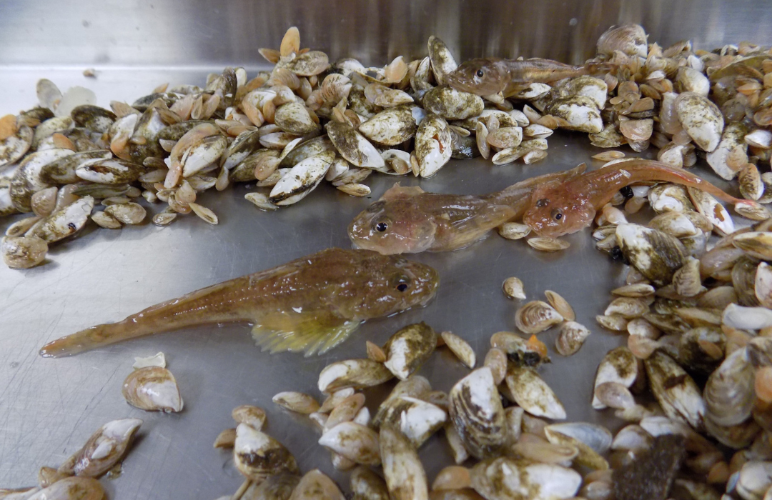 Deepwater Sculpin - Nature Canada