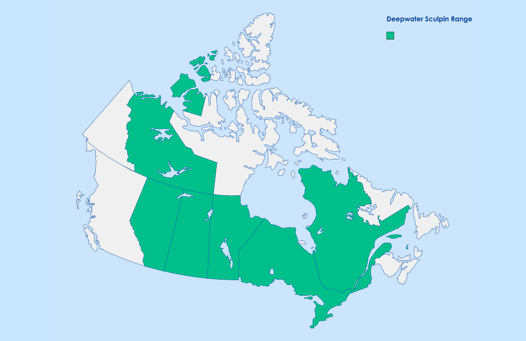Deepwater Sculpin - Nature Canada