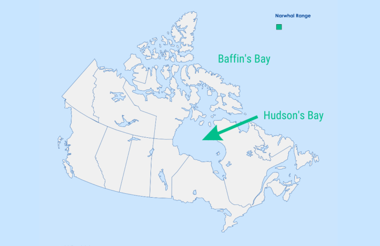 Narwhal - Nature Canada