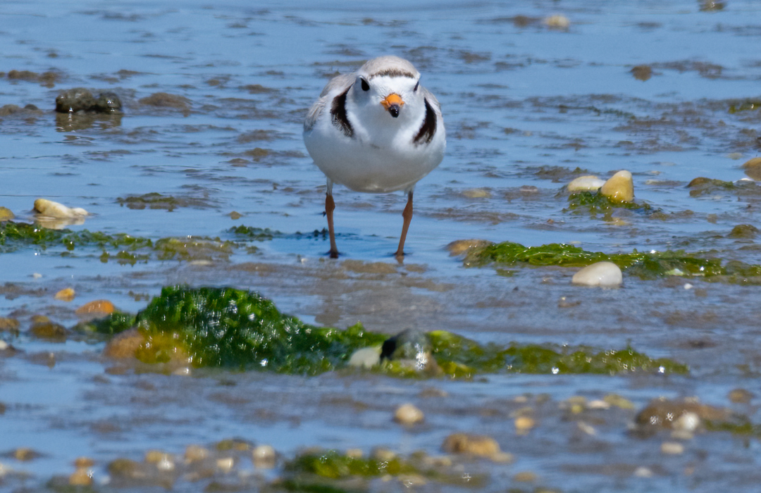 Piping Plover - Nature Canada