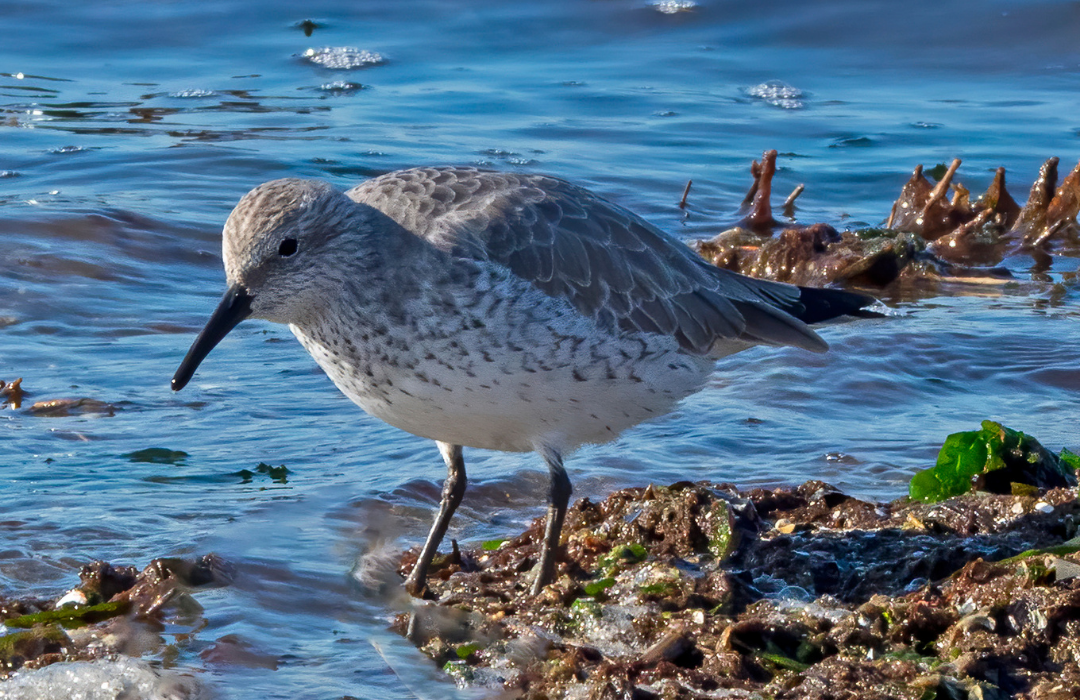 Red Knot - Nature Canada
