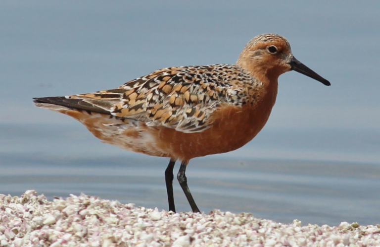 Red Knot - Nature Canada