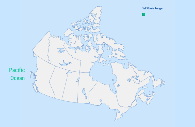 Endangered Species: The Sei Whale - Nature Canada