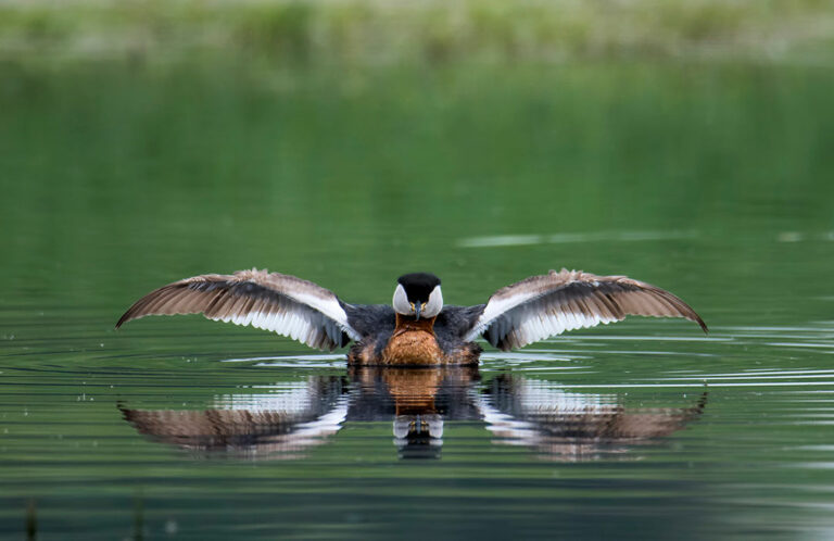 The Red-Necked Grebe, Water Dancer Extraordinaire