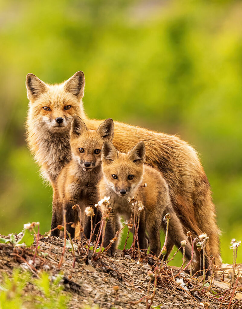 Canadian Nature Groups Welcome Global Deal to Reverse Nature Loss by ...