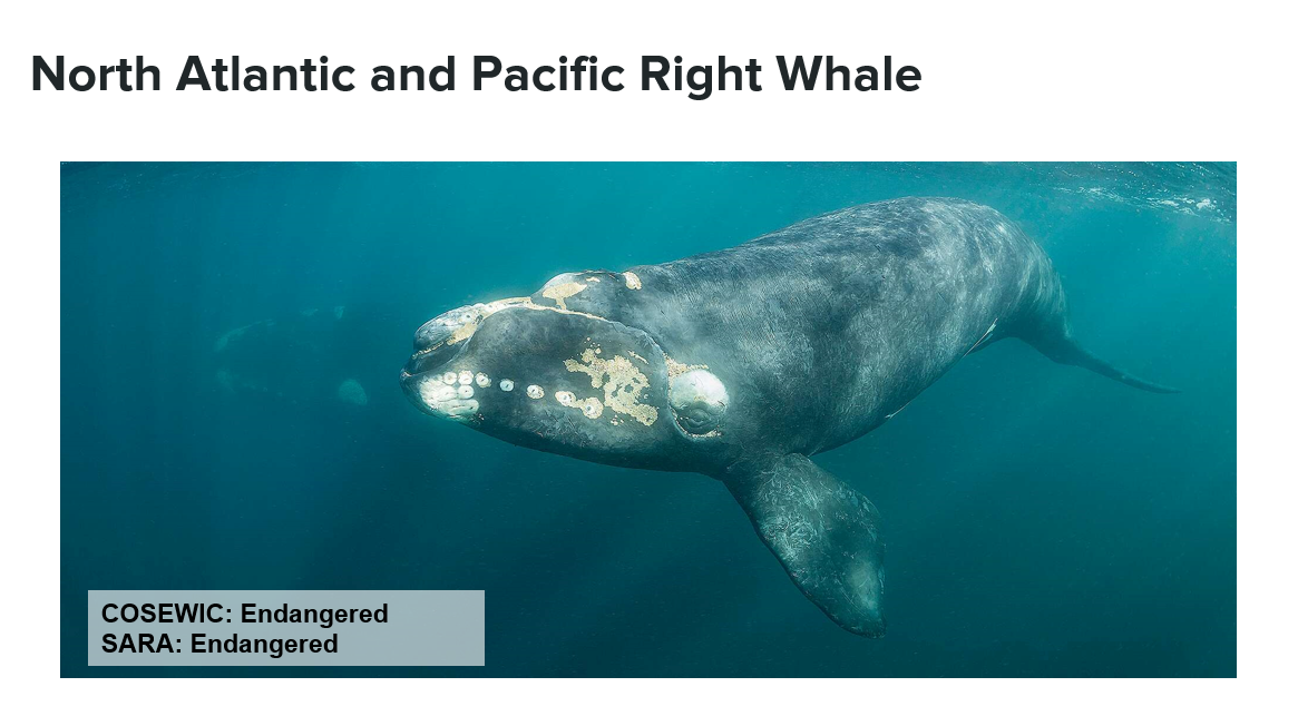 Marine species at risk and the three loopholes in the Federal Species ...